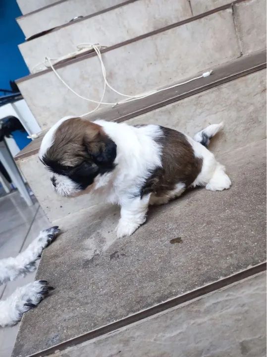 Filhote Shih Tzu - Cachorros - Pista, Rio Branco 1382255174 | OLX