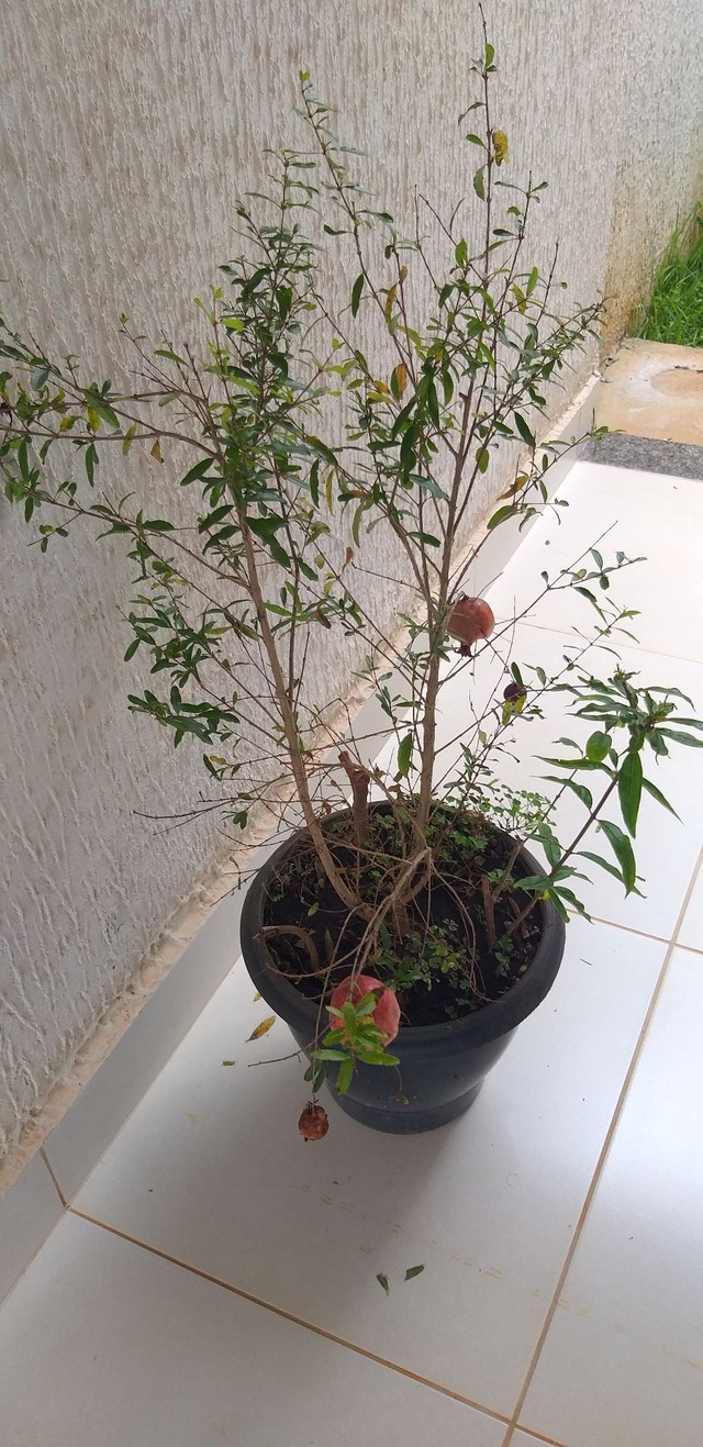 Pe de roma | +149 anúncios na OLX Brasil