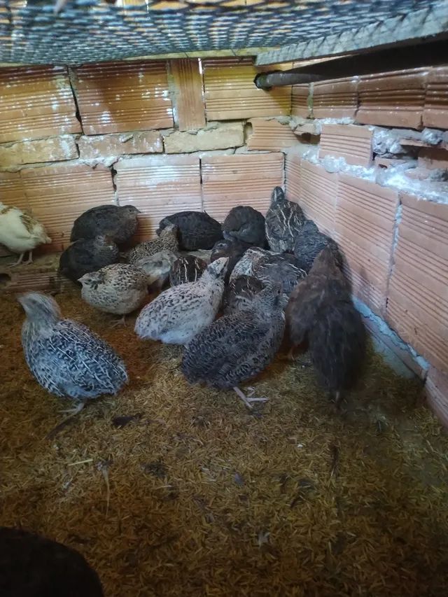 "codornas postura" no Brasil