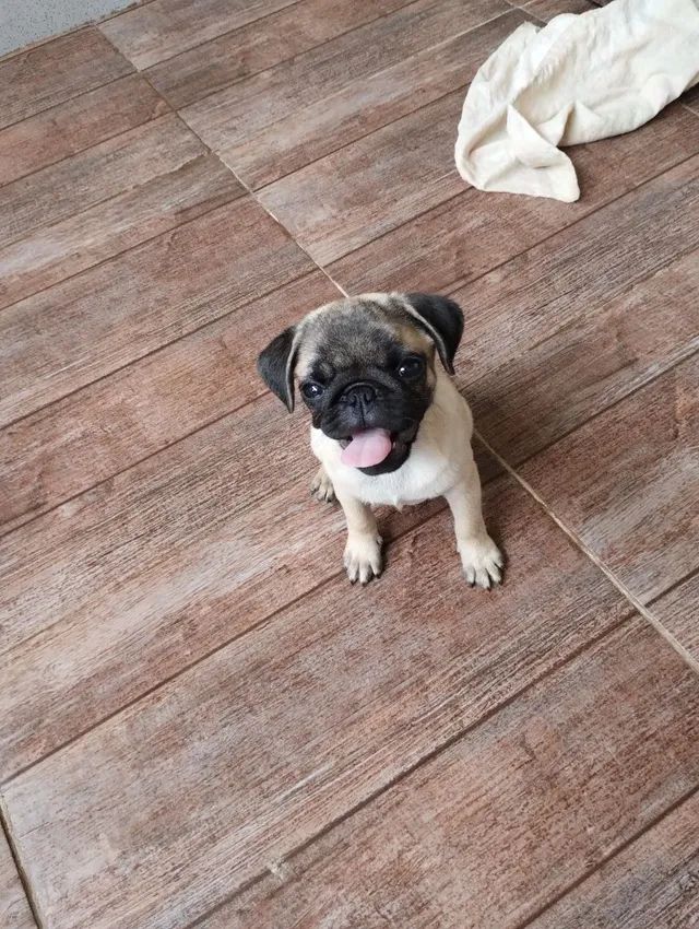 "cachorro pug mini" no Brasil