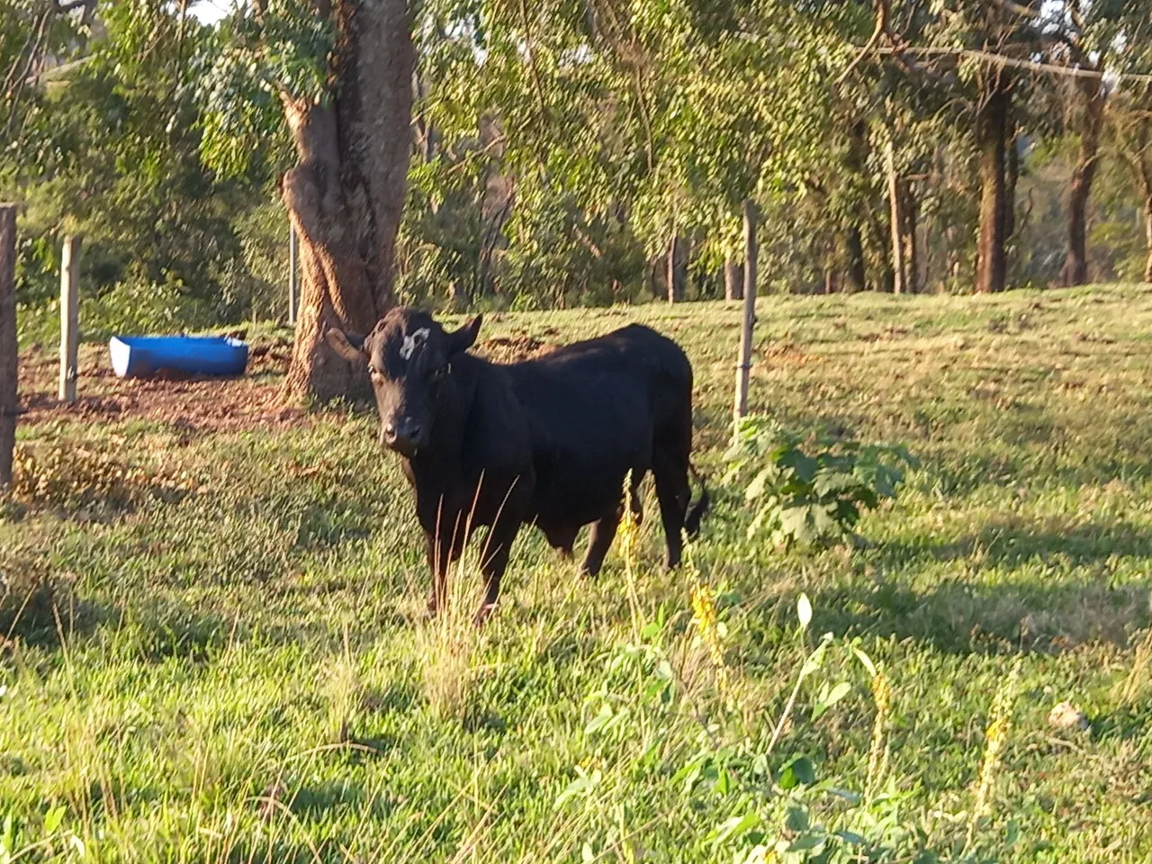 "boi mini boi" - Animais para agropecuária no Brasil