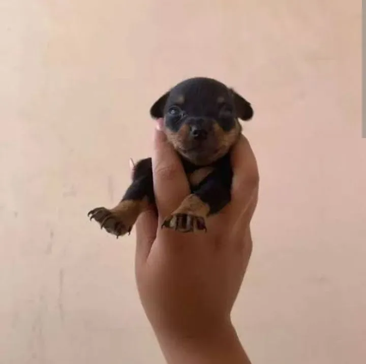"pinscher 00 miniatura" - Cachorros no Brasil