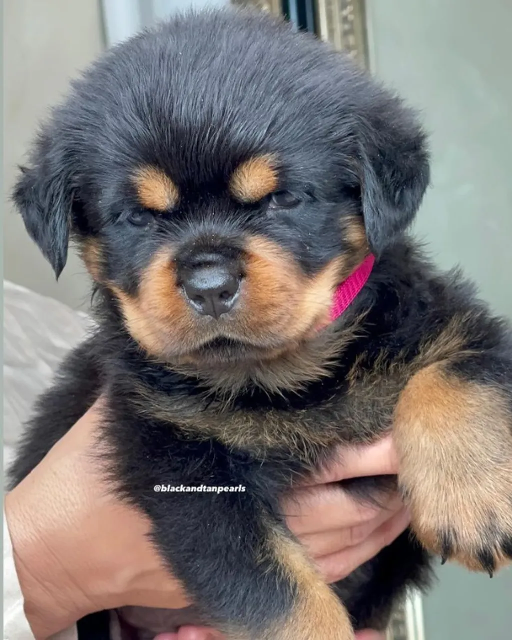 "rotweile" no Brasil