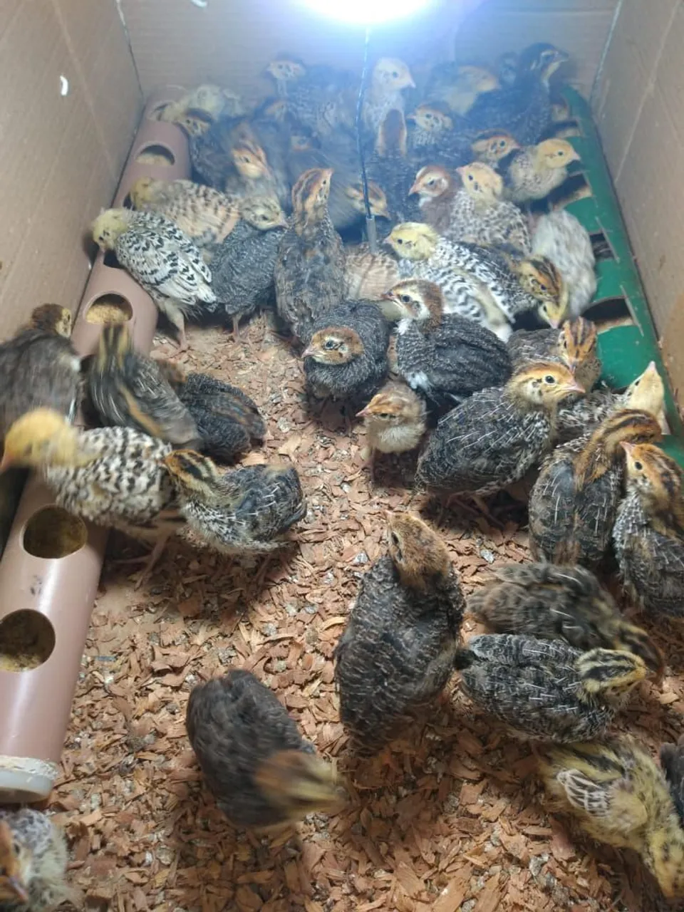 "filhotes de codornas" - Outros animais no Brasil