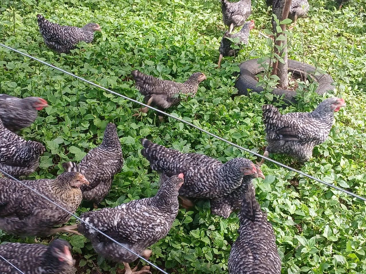 Frangos carijo - Animais para agropecuária - Centro, Luziânia ...