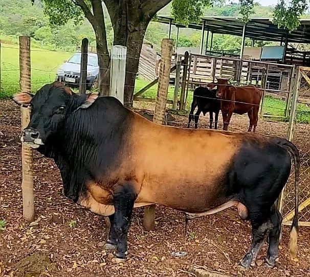 Mini boi - Animais para agropecuária - Ceilândia Sul (Ceilândia ...