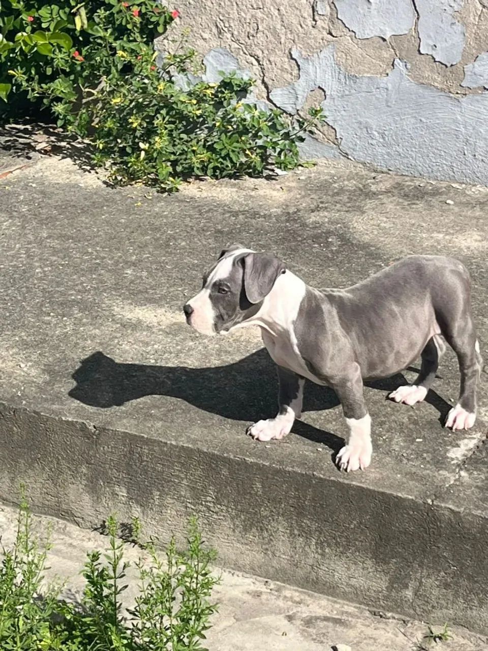 American bully macho - Cachorros - Lagoa Grande, Feira de Santana ...