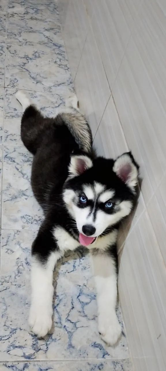 Husky Siberiano Pedigree CBKC - Cachorros - Banco de Areia, Mesquita ...