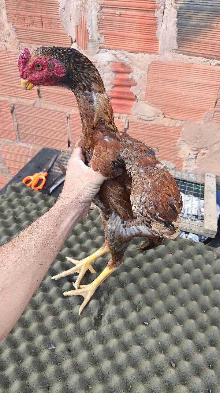 Pet - Animais para agropecuária - Vila Maria Cândida, Montes Claros ...