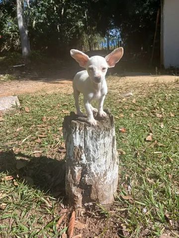 "pinscher albino" no Brasil