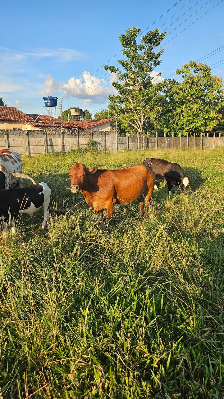 "mini vaca" - Animais para agropecuária no Brasil