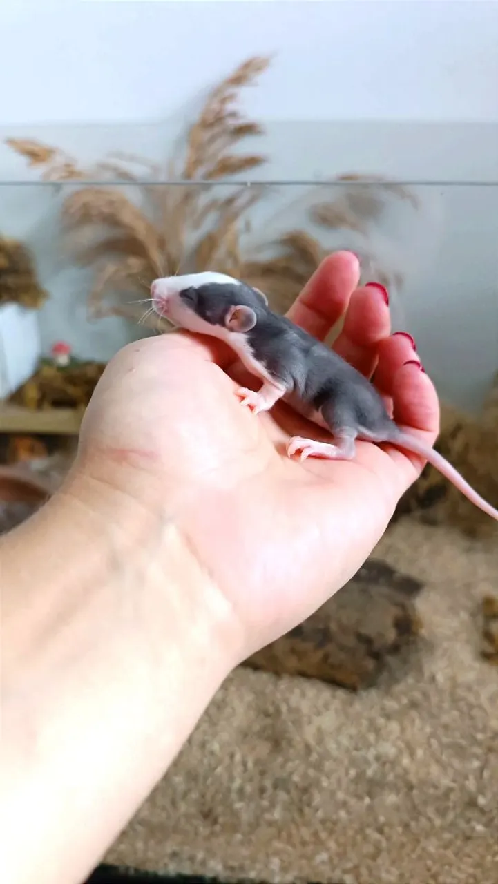 "rato twister venda" - Roedores no Brasil