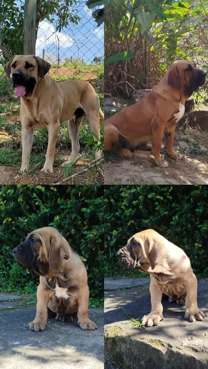 "filhote de fila brasileiro" - Cachorros no Brasil