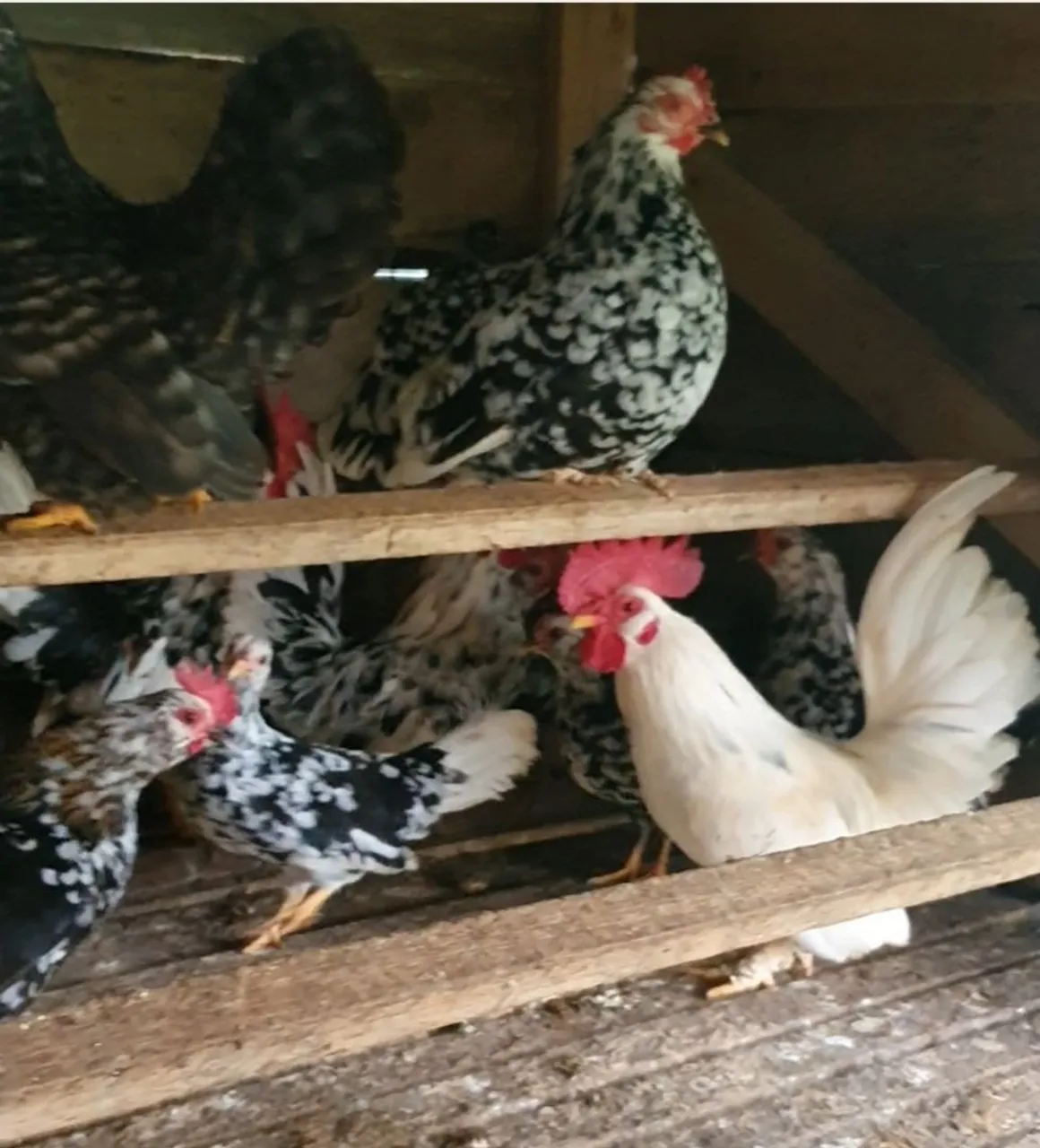 "garnizes nagasaki" no Brasil