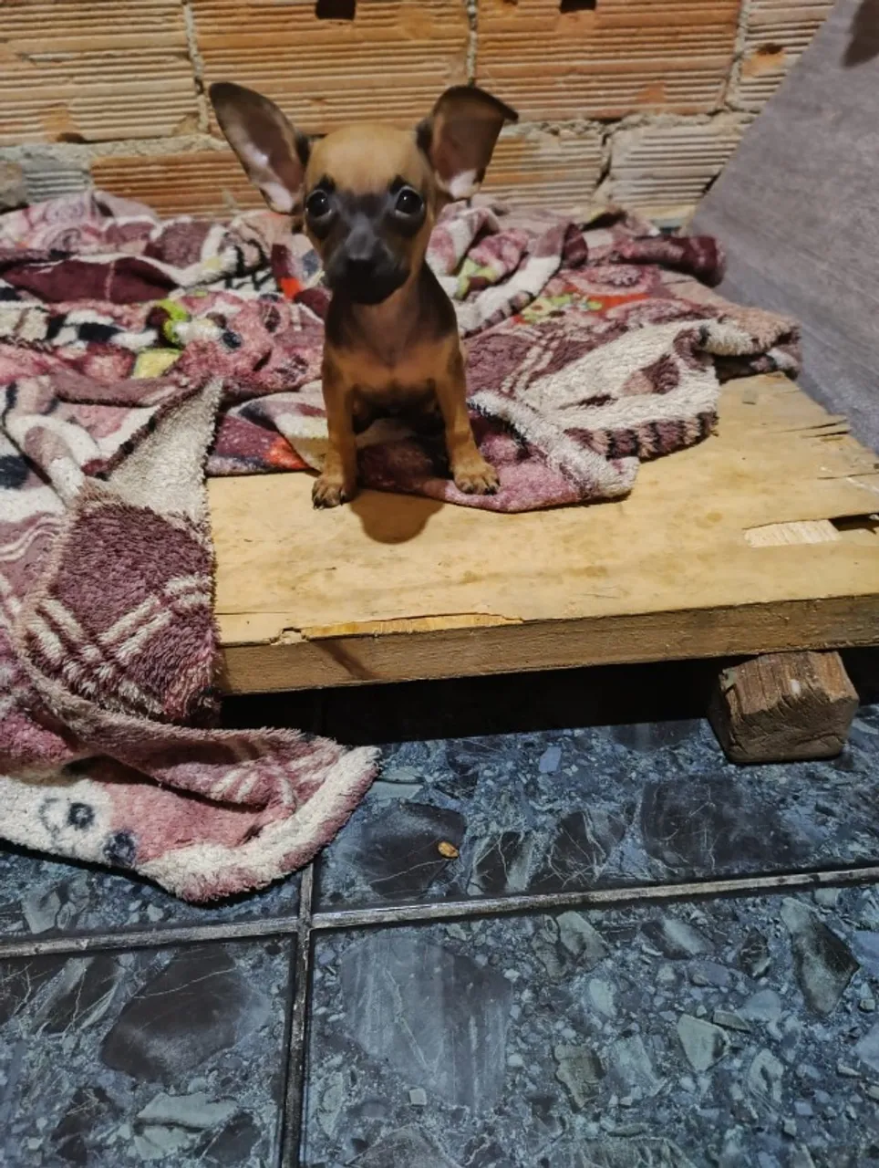 "pinscher 0" - Cachorros no Brasil