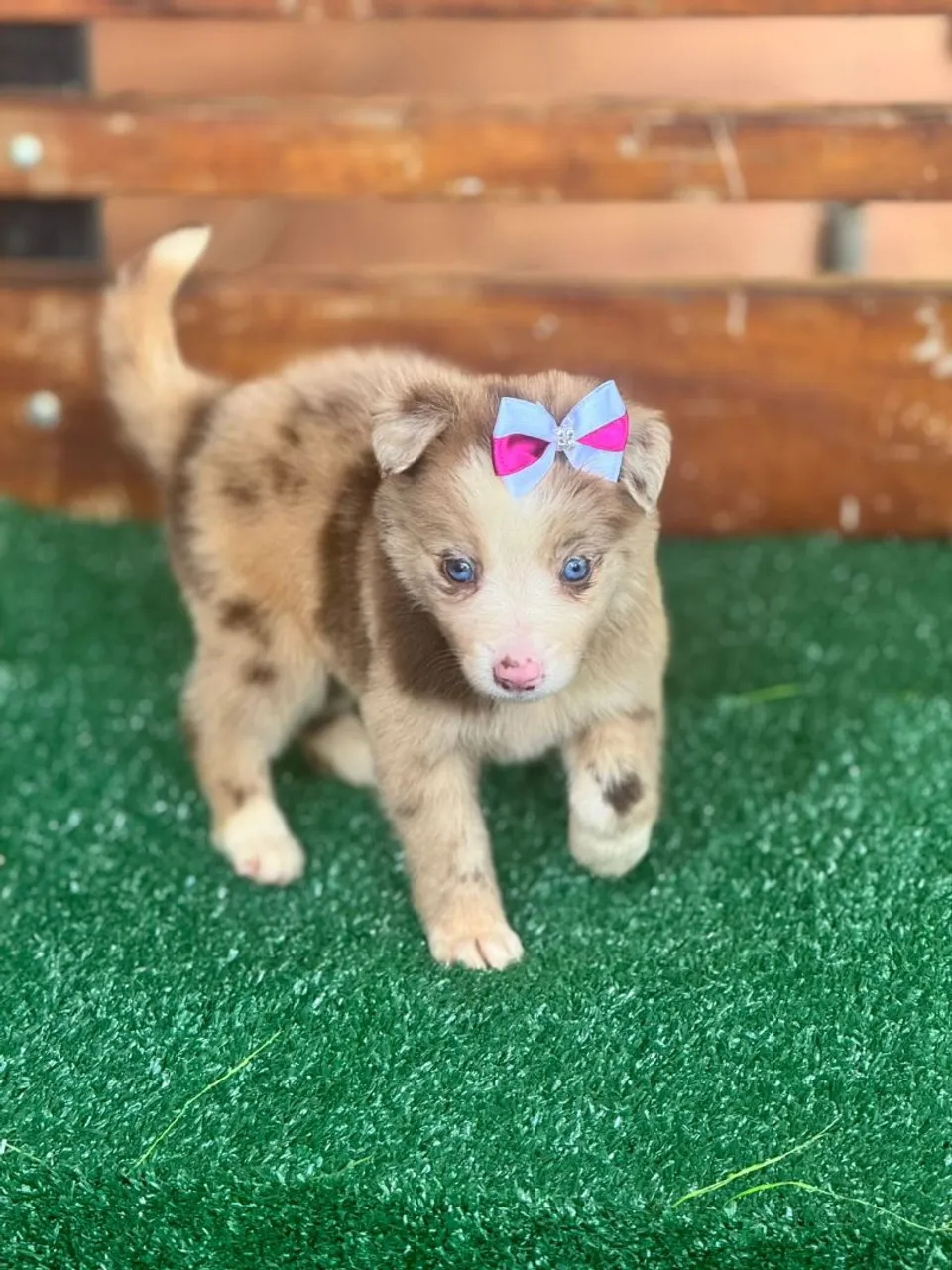 "border collie" - Cachorros no Brasil