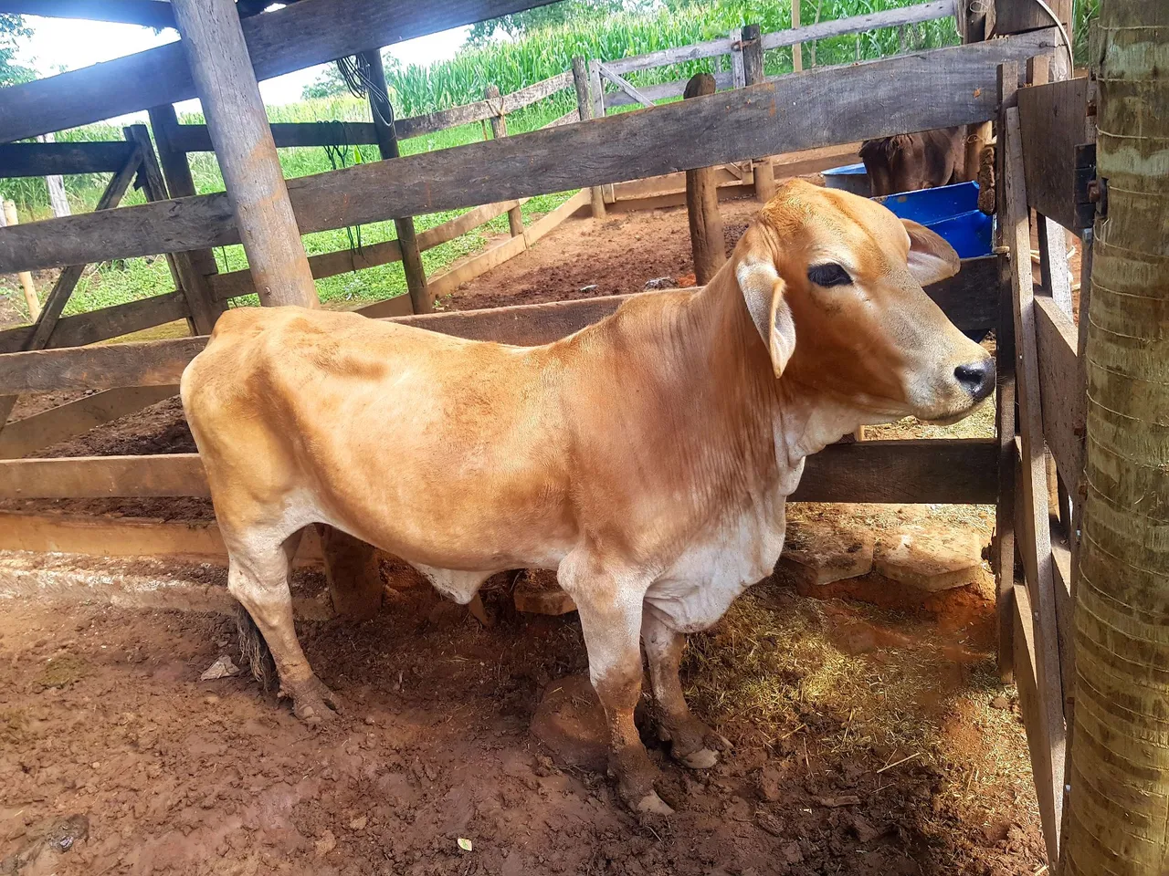 "mine vaca" no Brasil