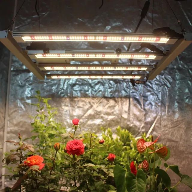 Led Grow Quantum Bar Samsung LM301H EVO 240w Full Spectrum UV+IR Driver ...