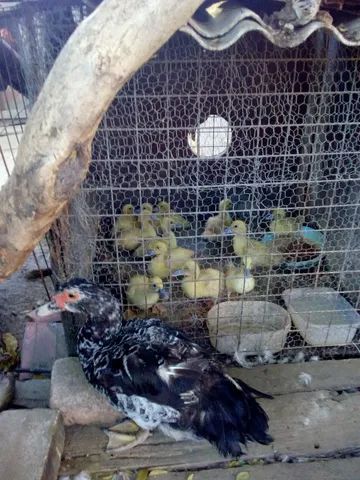 "filhotes de patos" no Brasil
