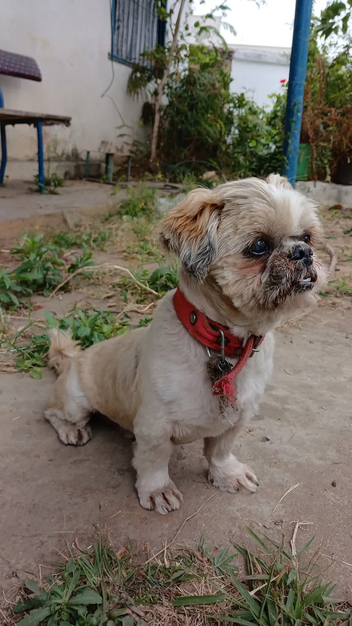 "shih tzu macho" - Cachorros no Brasil