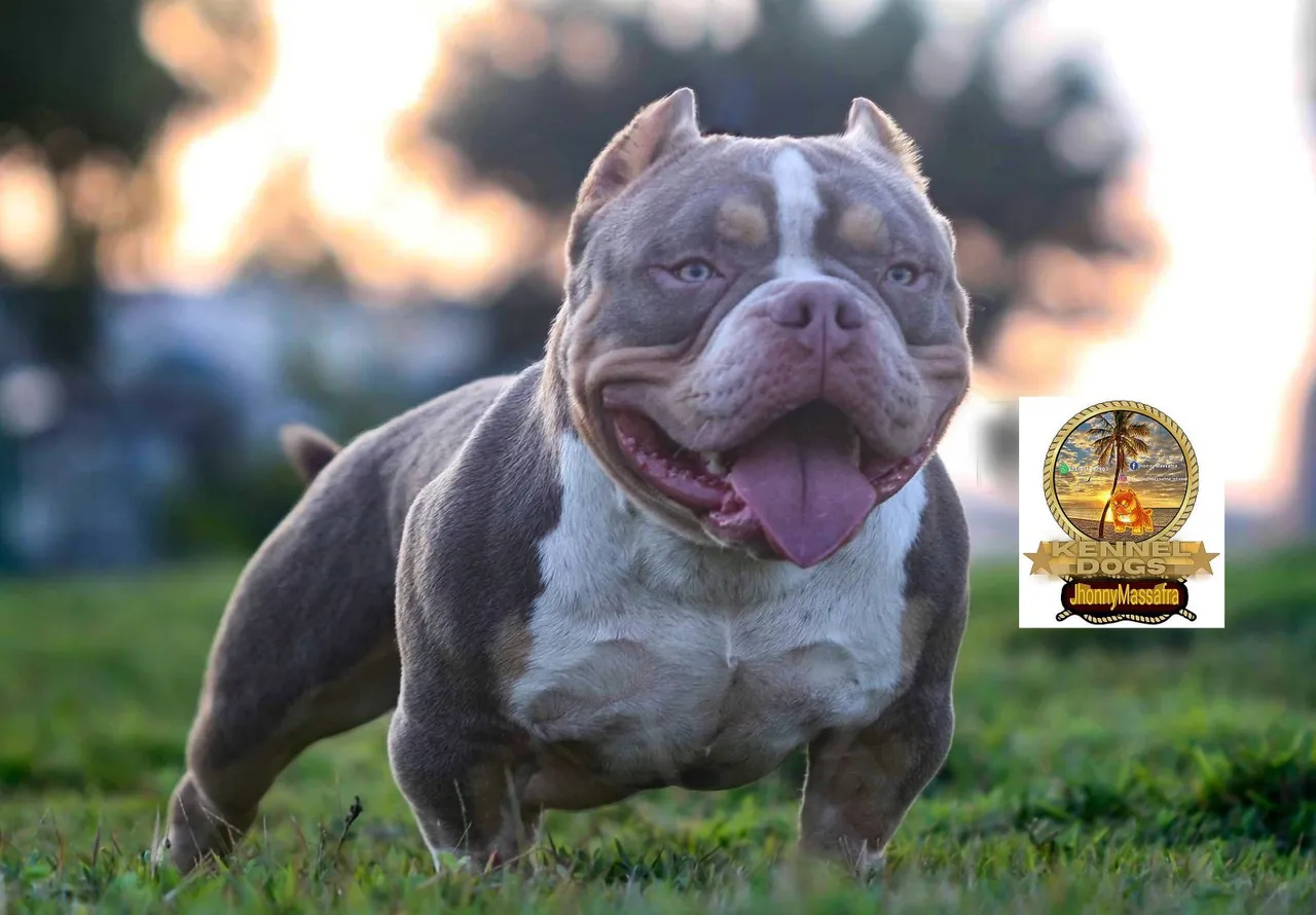 "american bully micro exotic" - Cachorros no Brasil