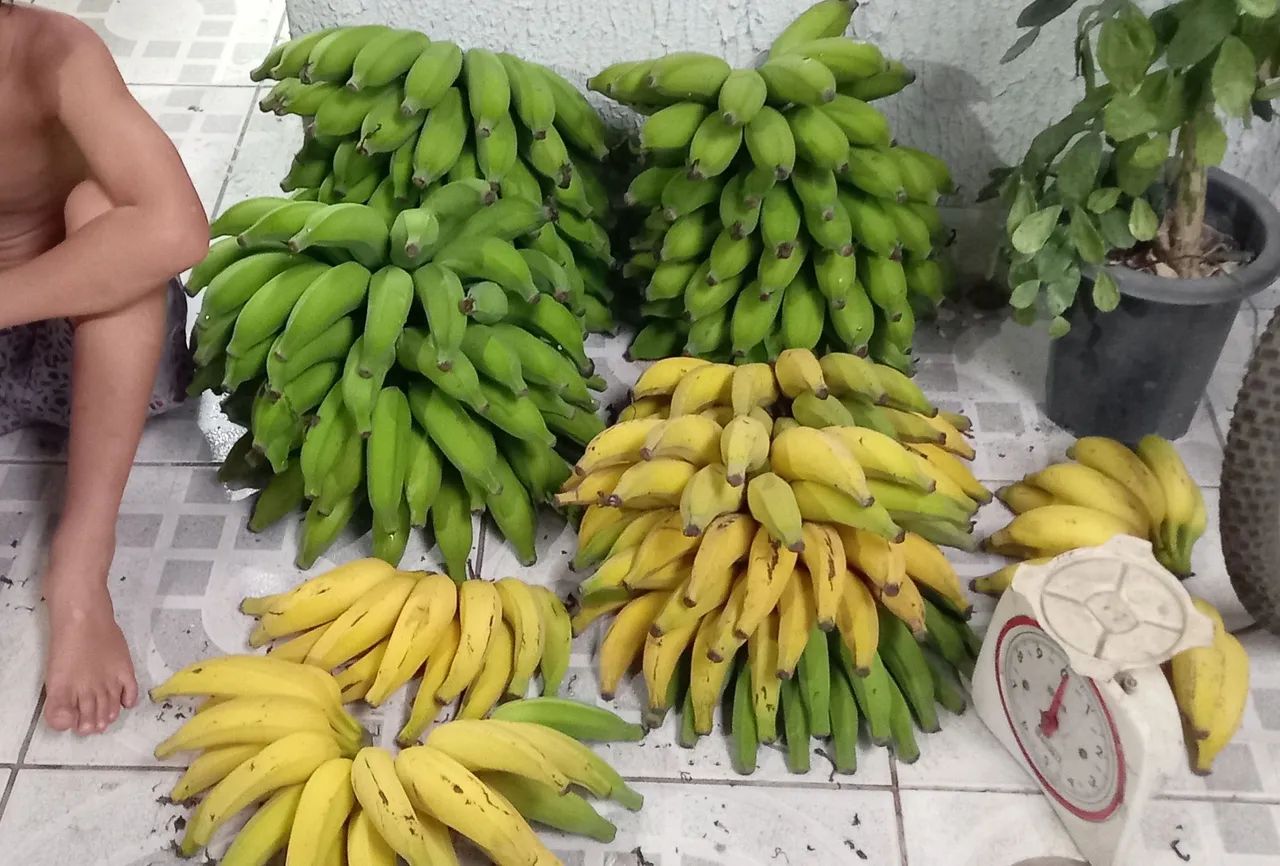 Muda banana prata - Bananeira