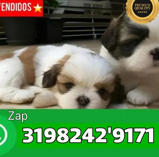 "lhasa mini" no Brasil