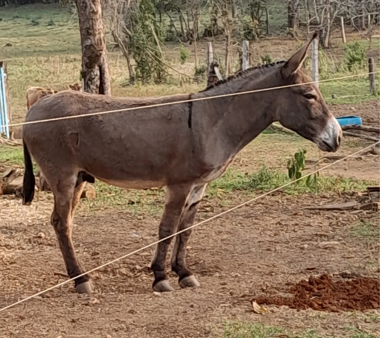 "jumentos" no Brasil
