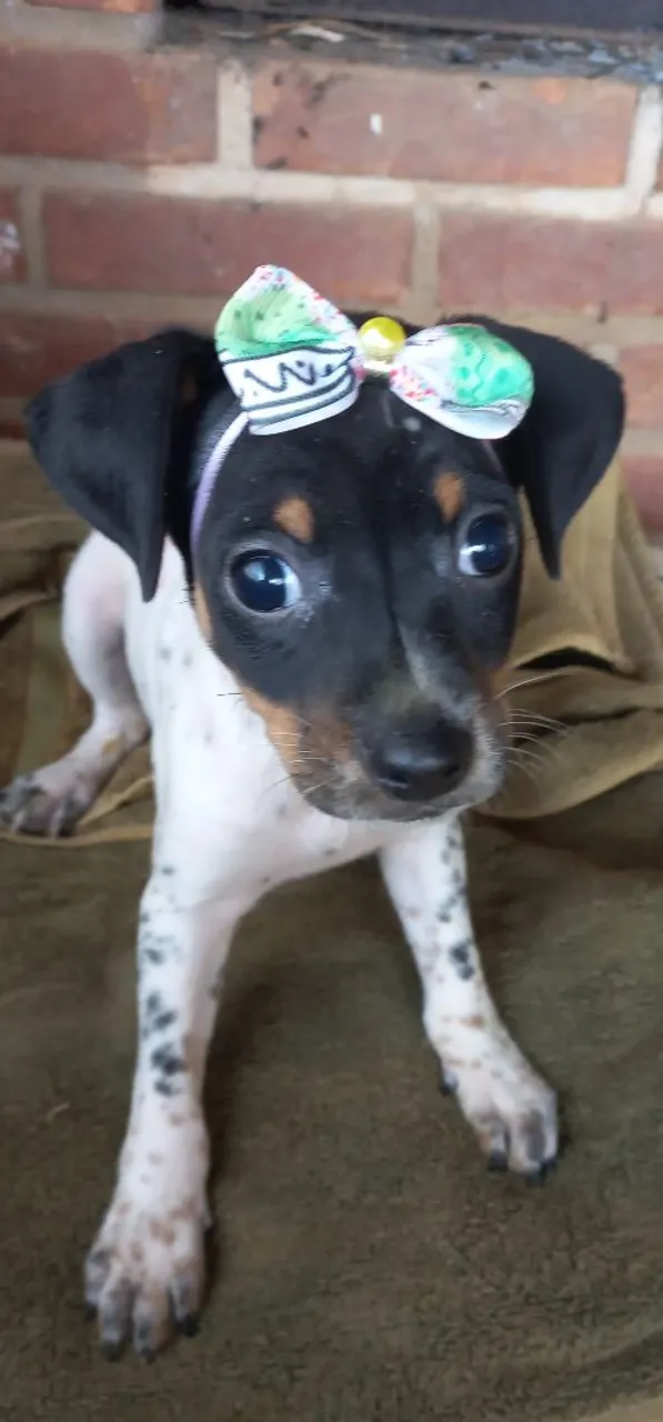 "fox terrier paulistinha" - Cachorros no Brasil
