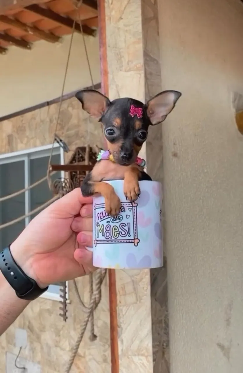"pinscher 00 miniatura" - Cachorros no Brasil