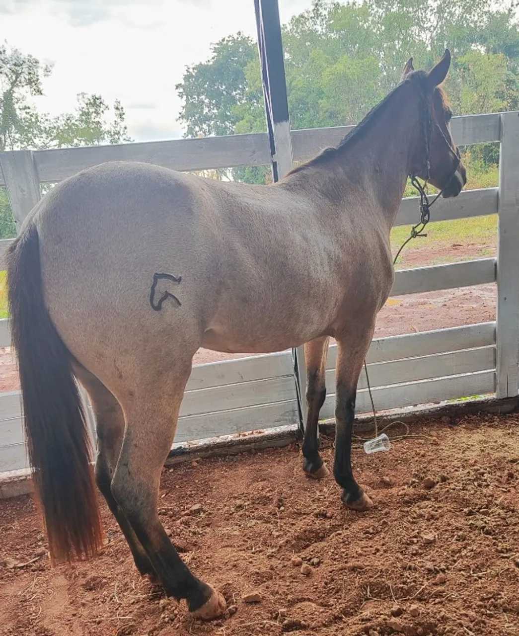 Cavalos em Santa Catarina