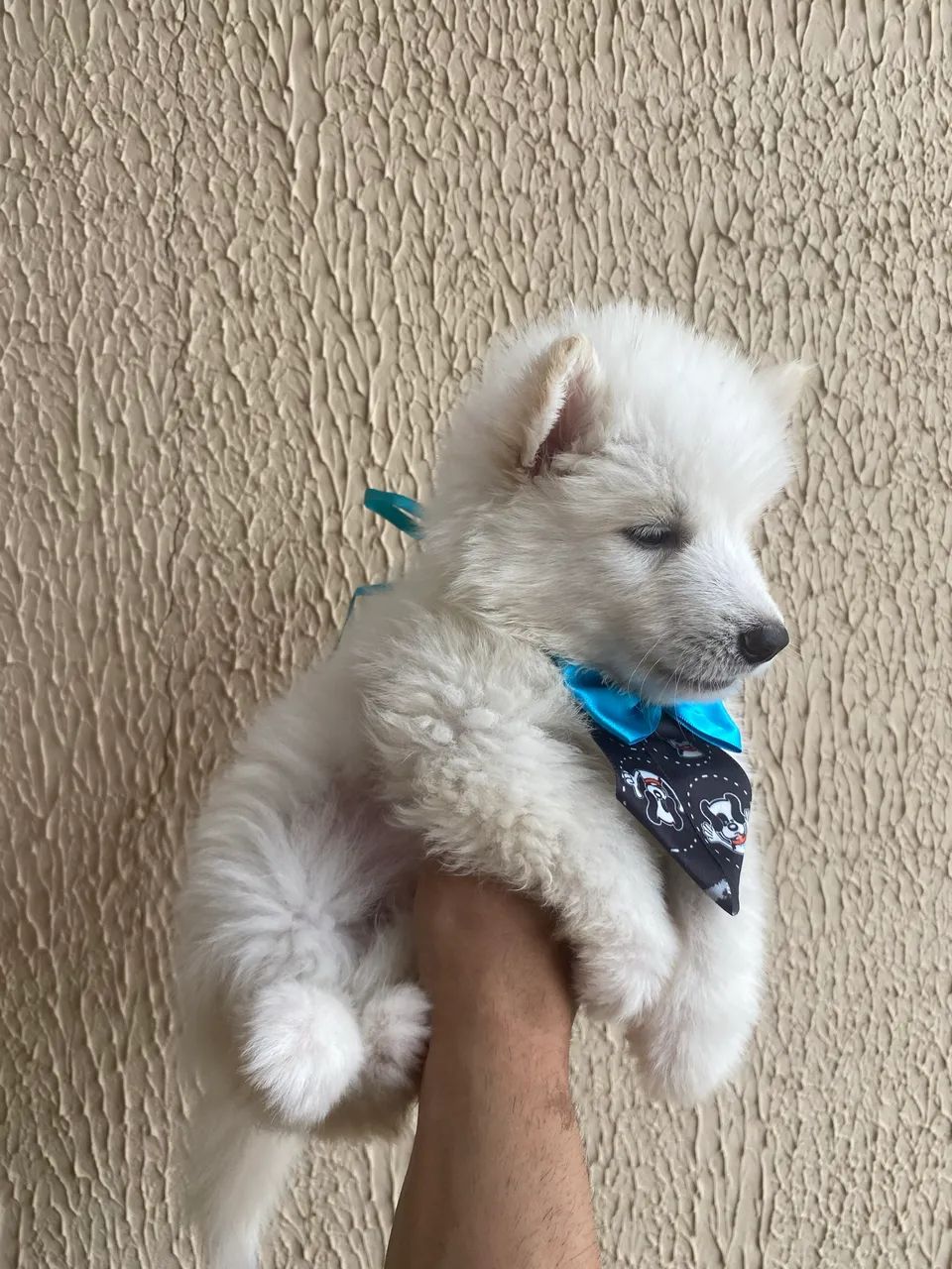 Husky Siberiano - Cachorros - Tiradentes, Juazeiro do Norte 1468032617 ...