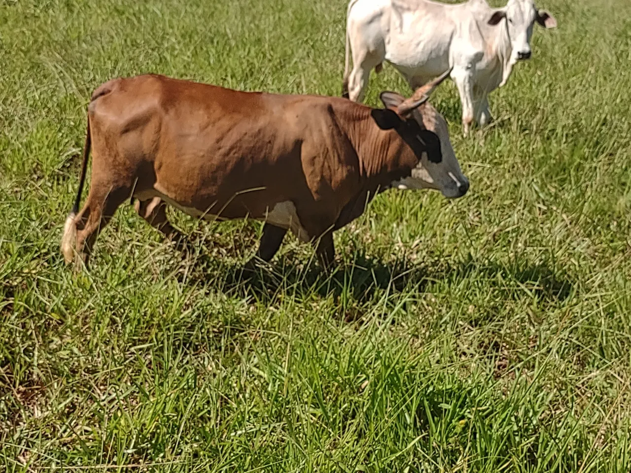 "mini vaca" - Animais para agropecuária no Brasil
