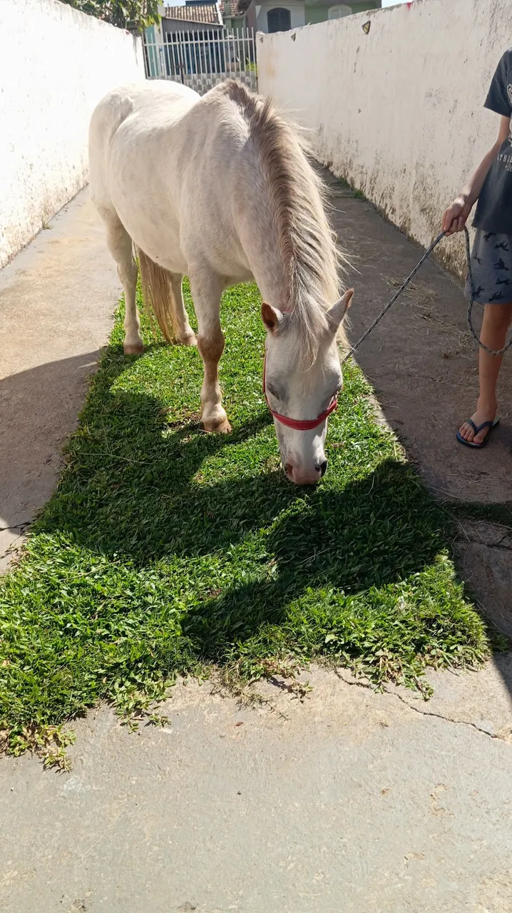 "mini ponei" no Brasil