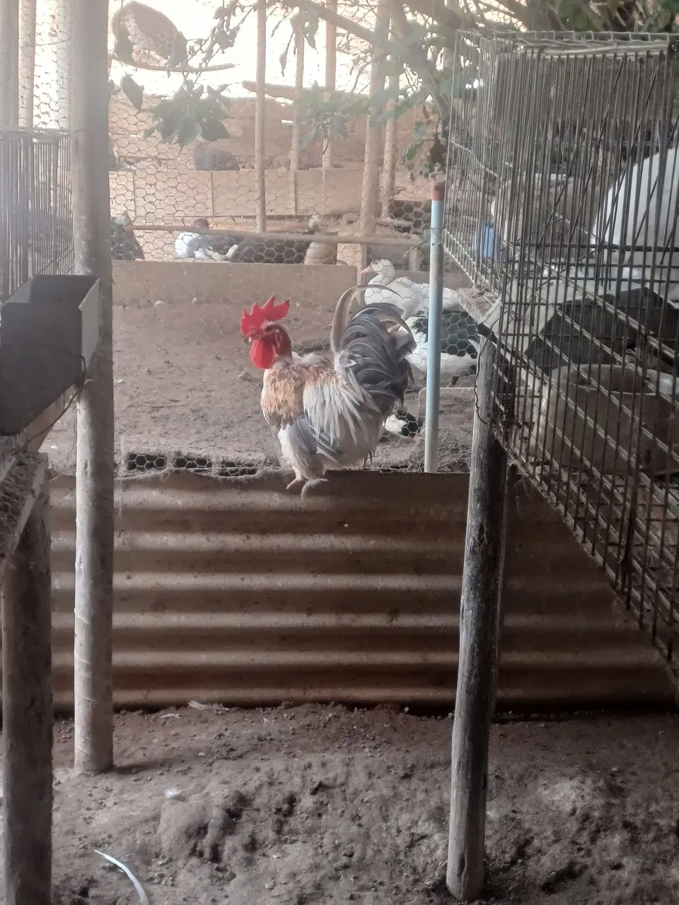 "garnizes nagasaki" no Brasil