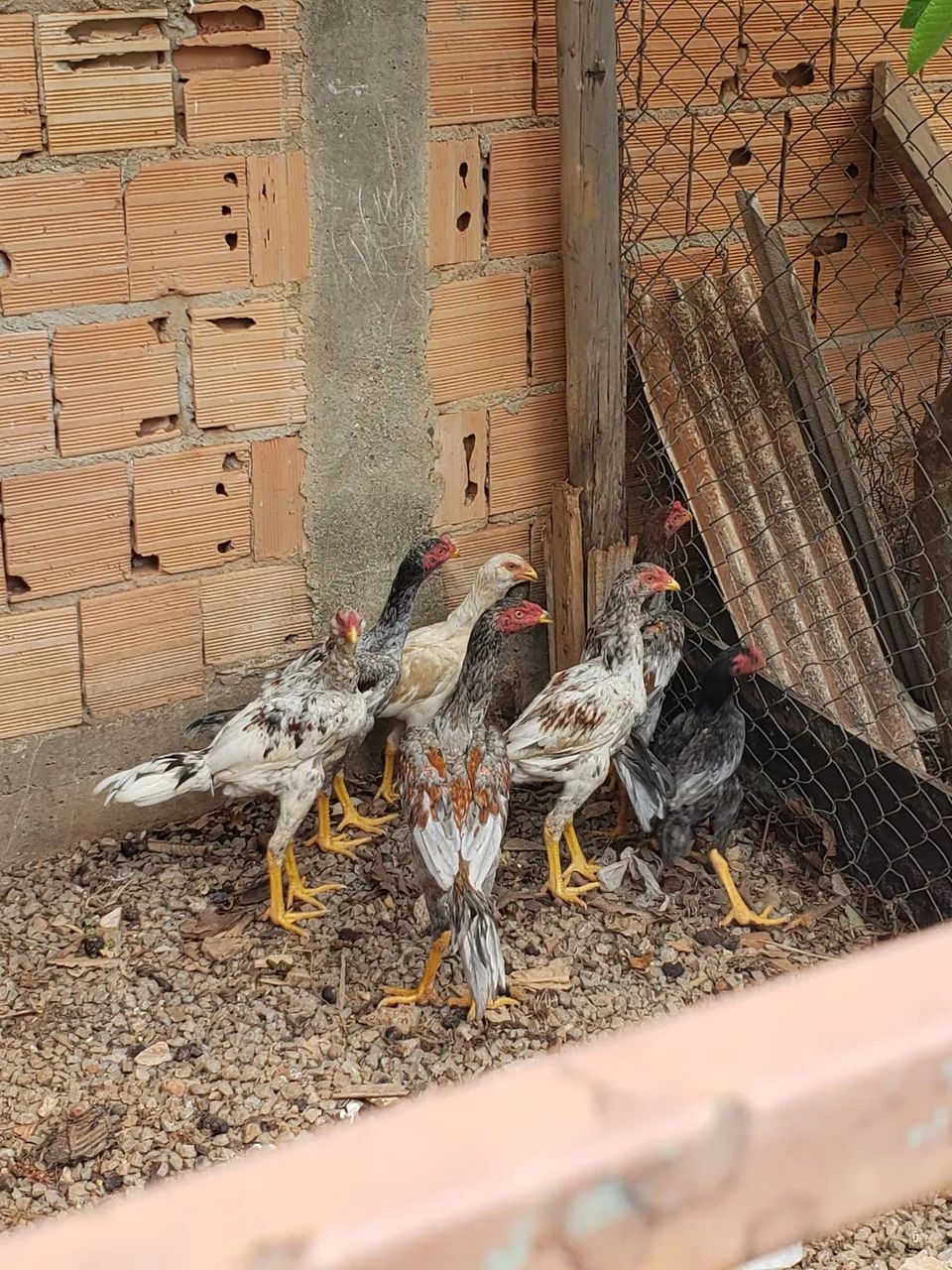 Frangos índios - Outros animais - Jardim ABC de Goiás, Cidade Ocidental ...