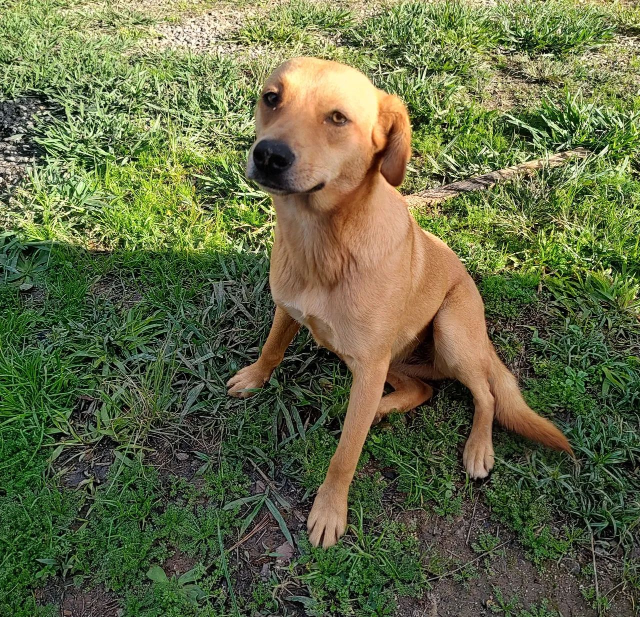 "cachorro caramelo" - Cachorros no Brasil