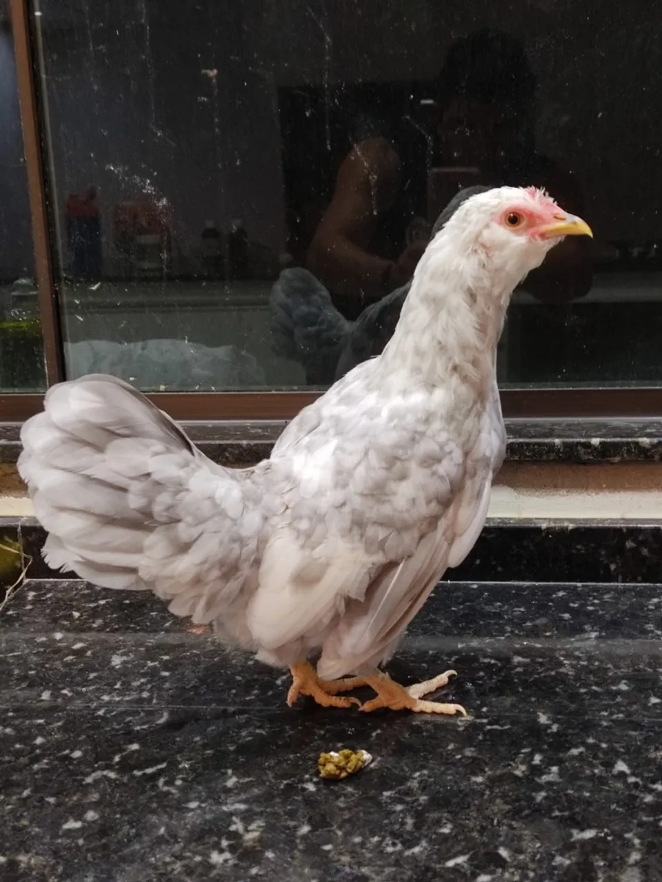 "garnizes nagasaki" no Brasil