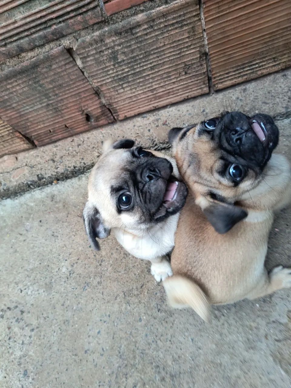Pug macho - Cachorros - St Garavelo, Aparecida De Goiânia 1446117712 | OLX