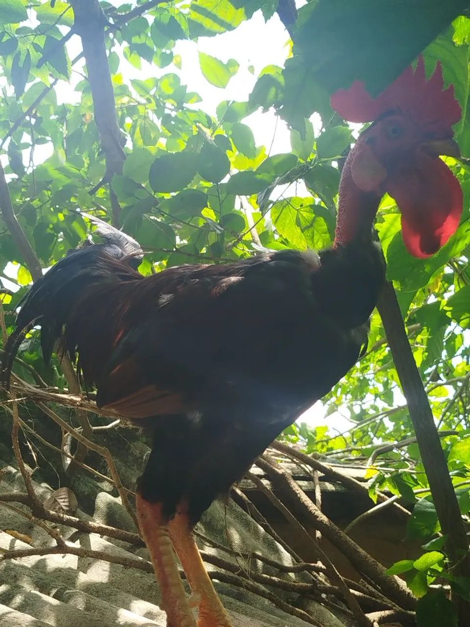 Galos e Frangos - Outros animais - Cabanagem, Belém 1469783699 | OLX