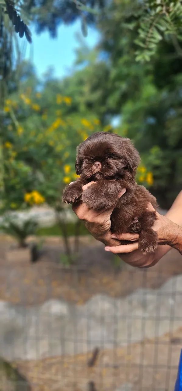 Shih Tzu Macho pequenino Chocolate 100% - Cachorros - Maravista ...