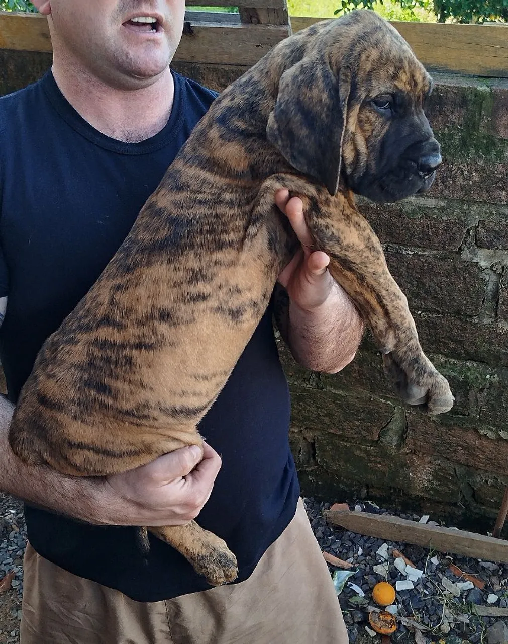 "filhote fila" - Cachorros no Brasil