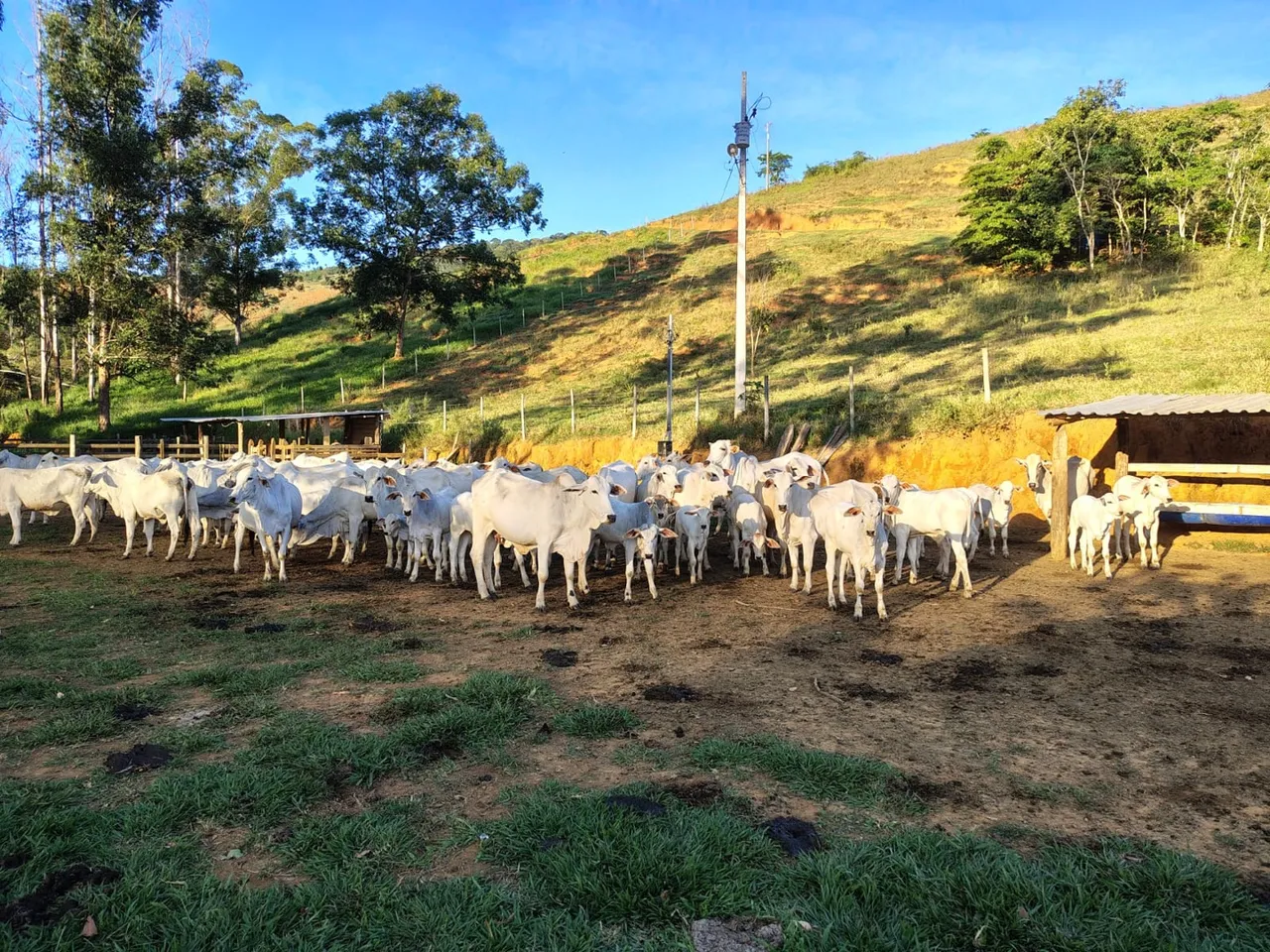 "vaca nelore" - Animais para agropecuária no Brasil