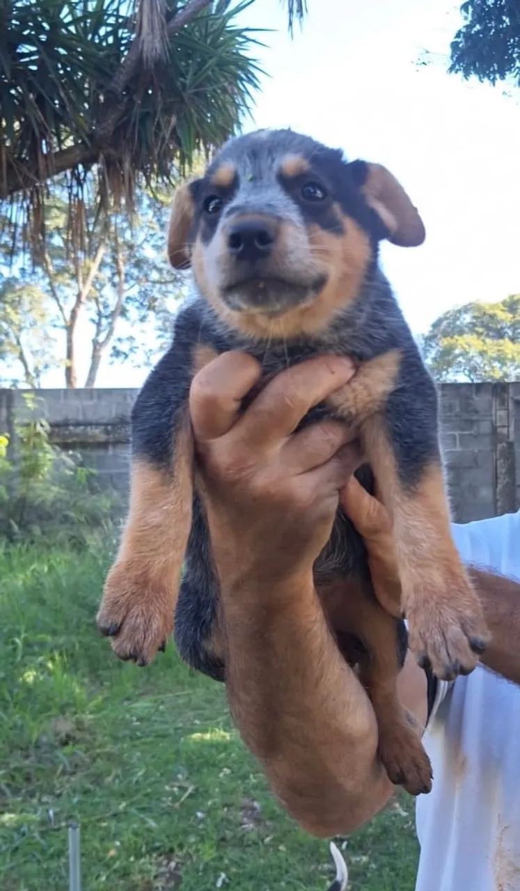 "cachorros blue heeler" - Cachorros no Brasil