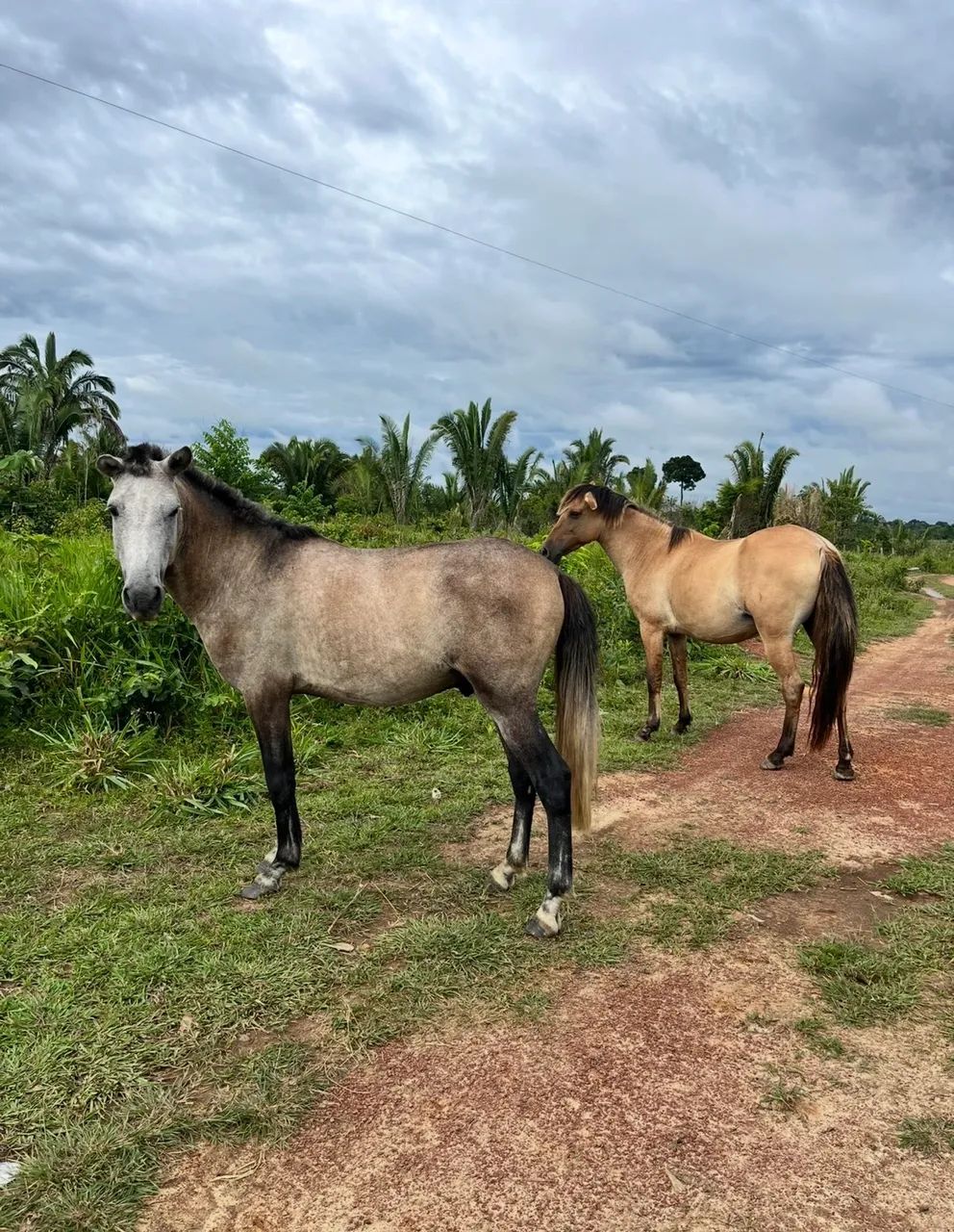 Vendo cavalo Tordilho - Animais para agropecuária - Jardim Santana ...