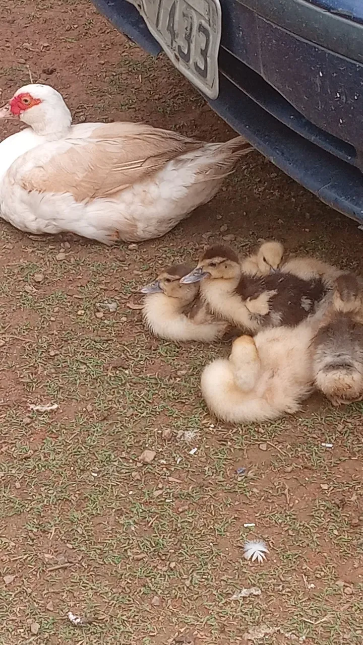 "filhotes de patos" - Outros animais no Brasil