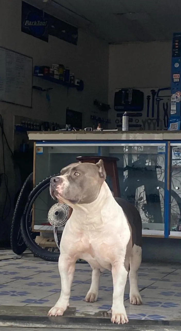 "cachorros pit monster" - Cachorros no Brasil