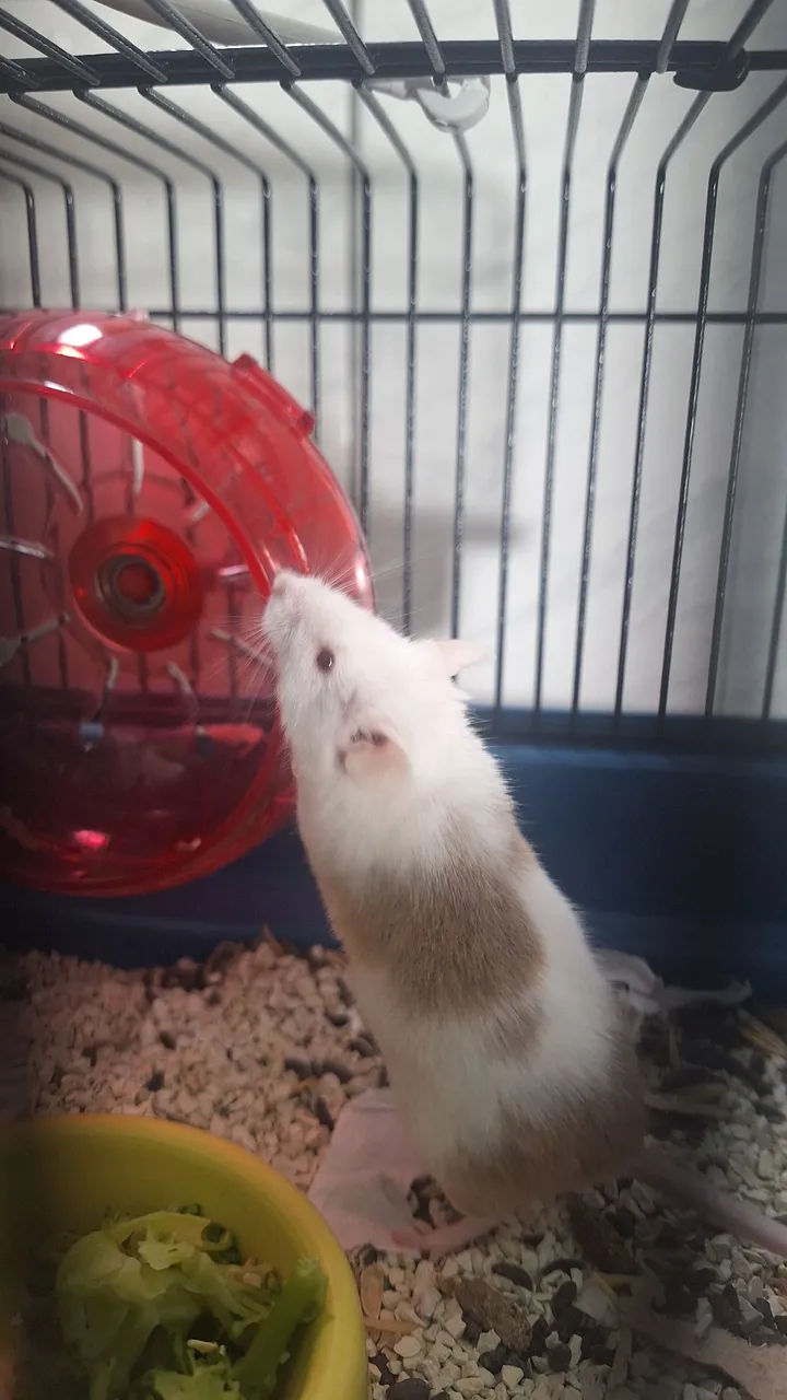 "camundongo" no Brasil