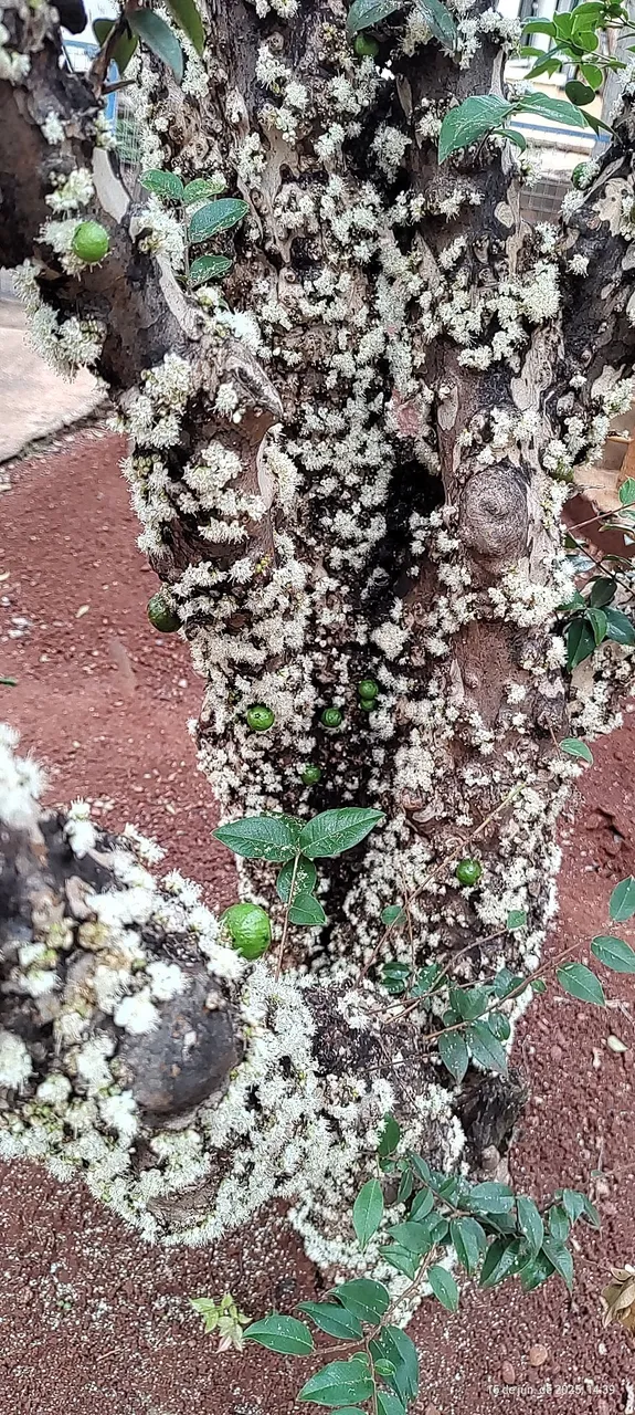 "jabuticaba produzindo" no Brasil