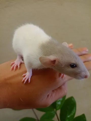 "rato twister dumbo" no Brasil